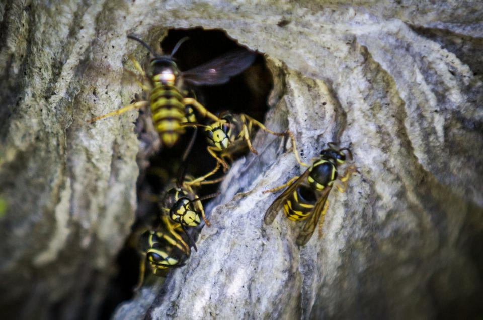 Busy Bees | Shutterbug